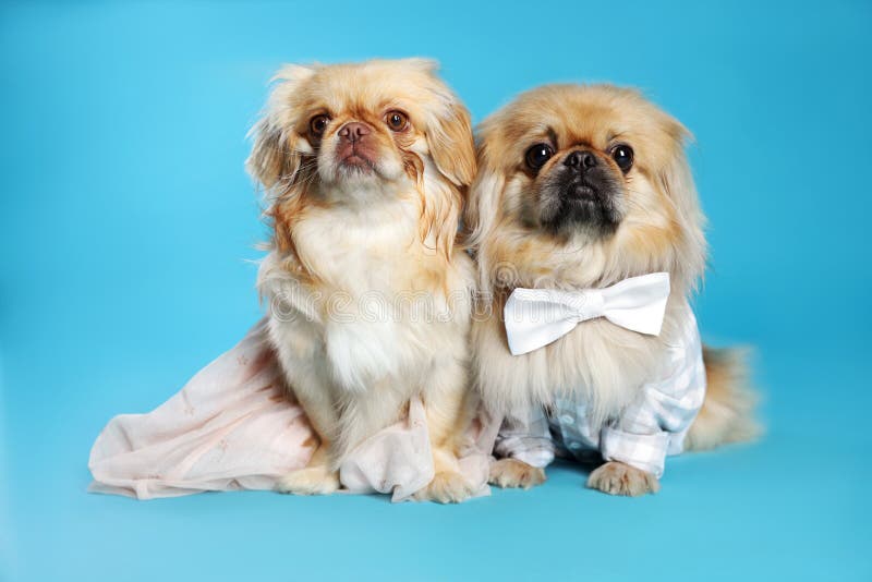 Cute Pekingese Dogs in Pet Clothes on Light Blue Background Stock Image ...