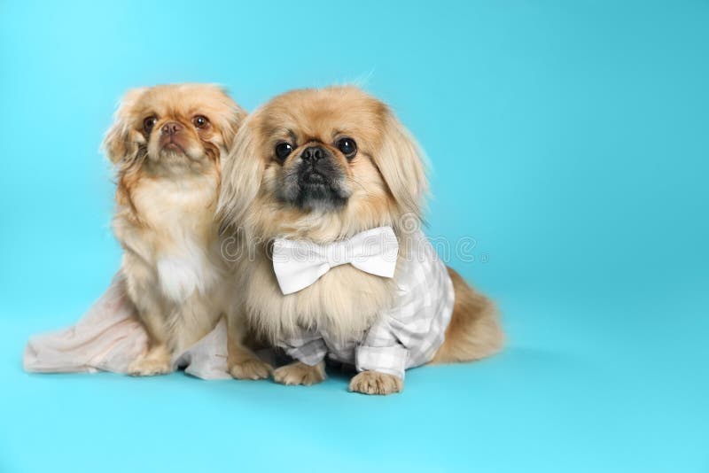 Cute Pekingese Dogs in Pet Clothes on Light Blue Background. Space for ...