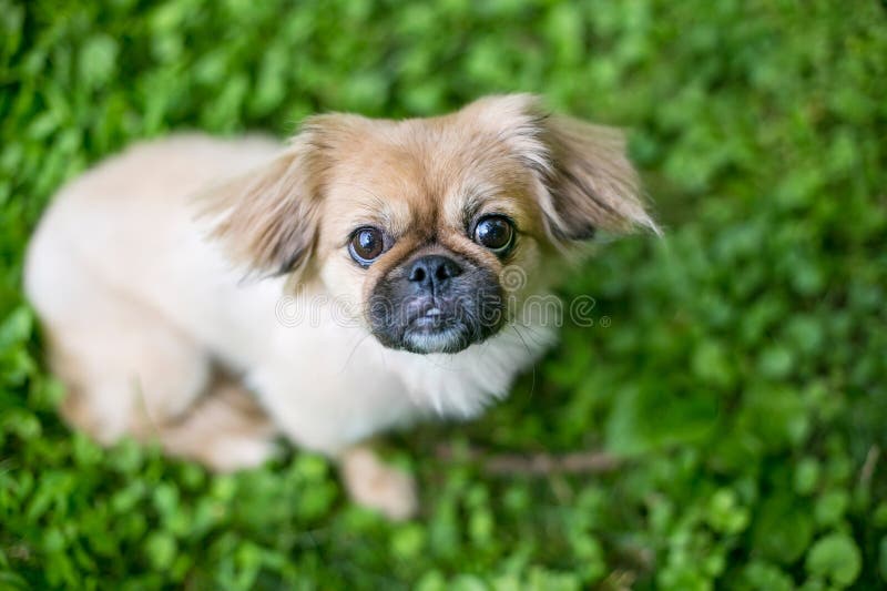 A Cute Pekingese Mixed Breed Puppy in the Grass Stock Photo - Image of ...