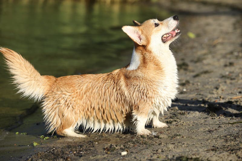 Cute Pembroke Welsh Corgi Having Fun on the Beach with Sand Stock Photo ...