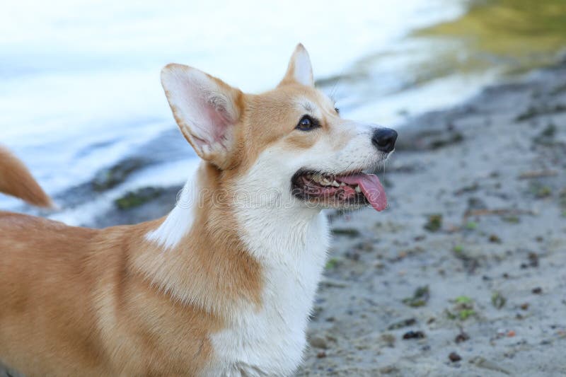 Cute Pembroke Welsh Corgi Having Fun in the Water Stock Image - Image ...