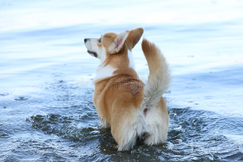 Cute Pembroke Welsh Corgi Having Fun in the Water Stock Photo - Image ...