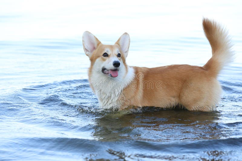 Cute Pembroke Welsh Corgi Having Fun in the Water Stock Image - Image ...