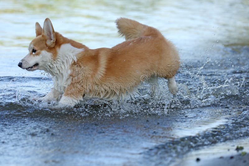 Cute Pembroke Welsh Corgi Having Fun in the Water Stock Photo - Image ...