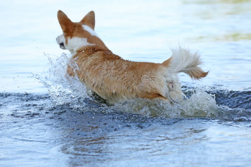 Cute Pembroke Welsh Corgi Having Fun in the Water Stock Image - Image ...