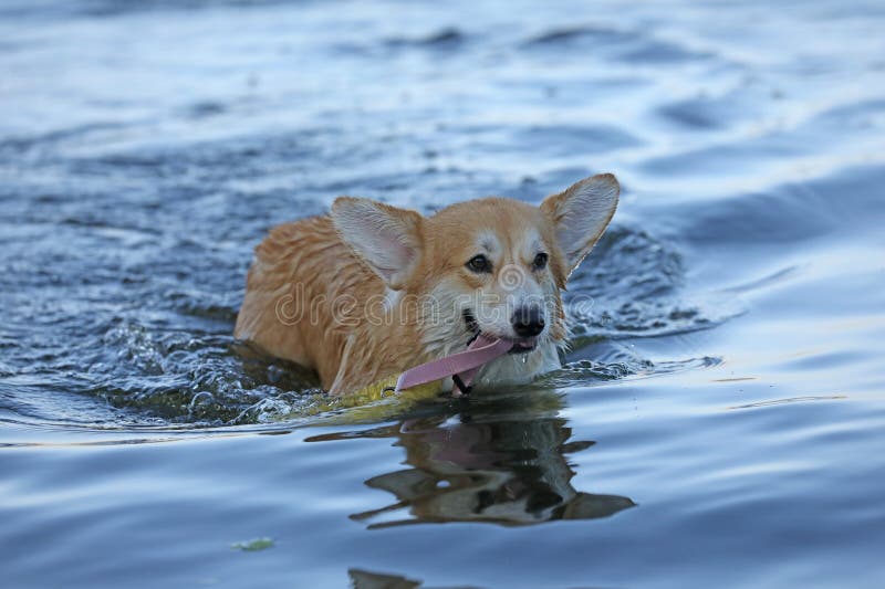 Cute Pembroke Welsh Corgi Having Fun in the Water Stock Photo - Image ...