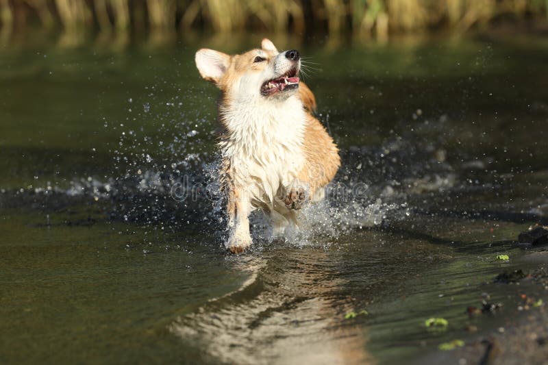 Cute Pembroke Welsh Corgi Having Fun in the Water Stock Image - Image ...