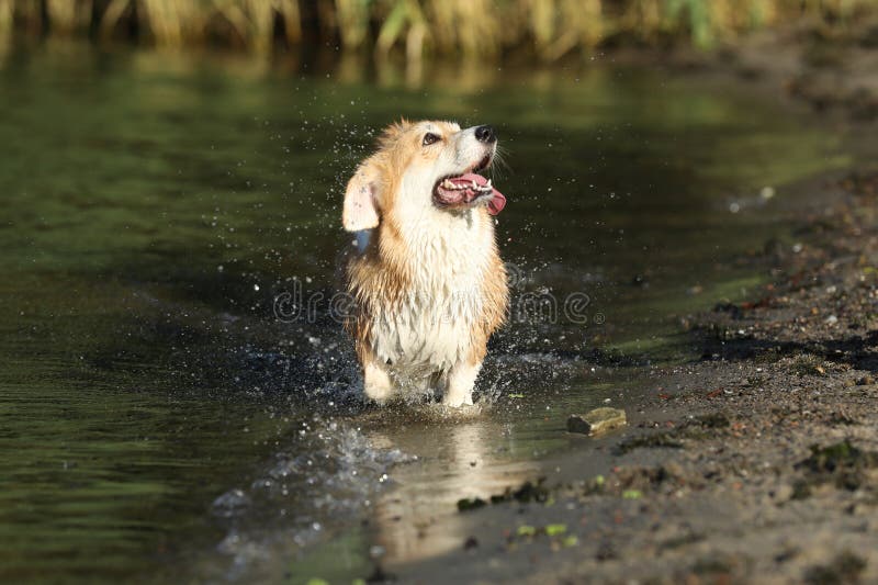 Cute Pembroke Welsh Corgi Having Fun in the Water Stock Photo - Image ...