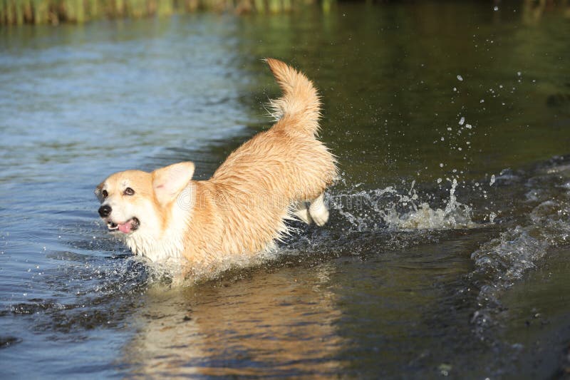 Cute Pembroke Welsh Corgi Having Fun in the Water Stock Image - Image ...