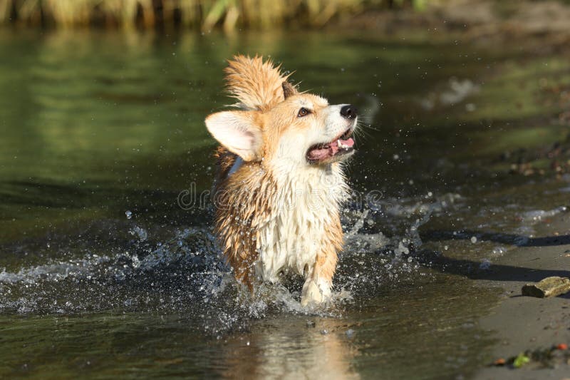 Cute Pembroke Welsh Corgi Having Fun in the Water Stock Photo - Image ...