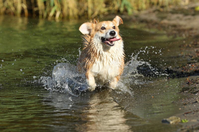 Cute Pembroke Welsh Corgi Having Fun in the Water Stock Image - Image ...
