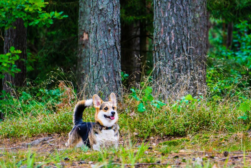 Cute Pembroke Welsh Corgi in the Park. Stock Image - Image of breed ...