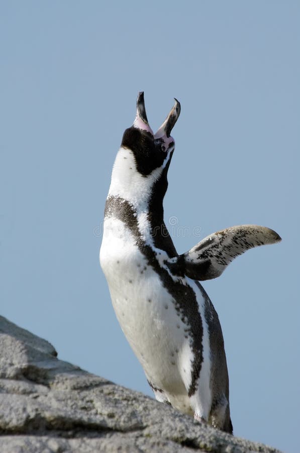 Penguin fitness stock image. Image of white, chick, winter - 4188653
