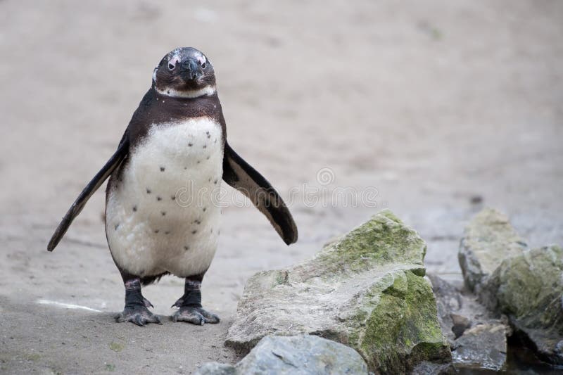 Cute penguin stock image. Image of marine, rock, white - 8383683