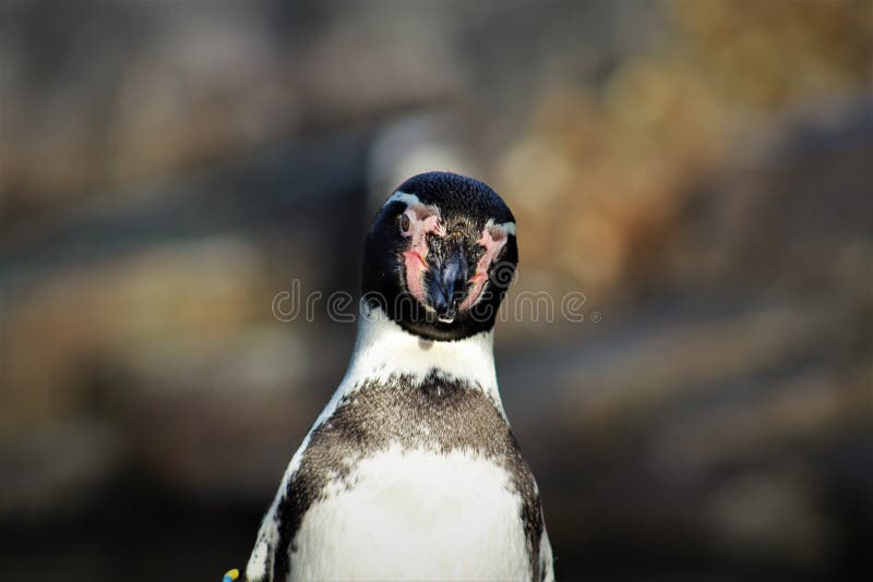 Cute Penguin Staring at Camera Stock Image - Image of sitting, fight ...
