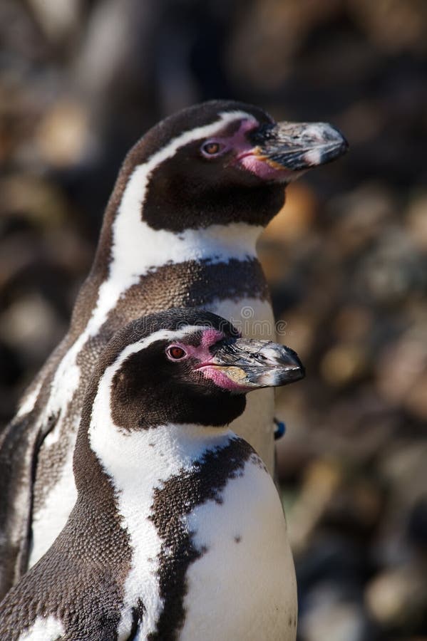 Cute penguins stock image. Image of wildlife, pink, enjoy - 7392399