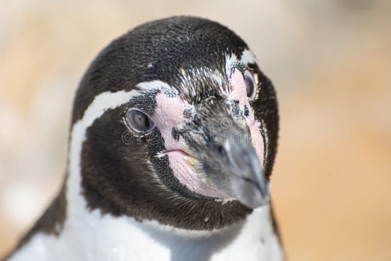 Cute Penguins Face Close Up Stock Image - Image of birds, wing: 245595227