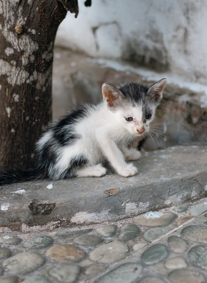 Cute Pensive Kitten Under the Tree Alone Stock Image - Image of ...