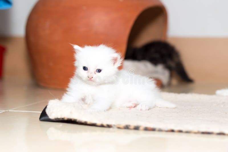 Cute persian cat kitten stock image. Image of animals - 76222611