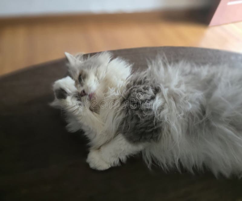 Cute Persian Cat Laying Down on a Floor Stock Image - Image of kitten ...