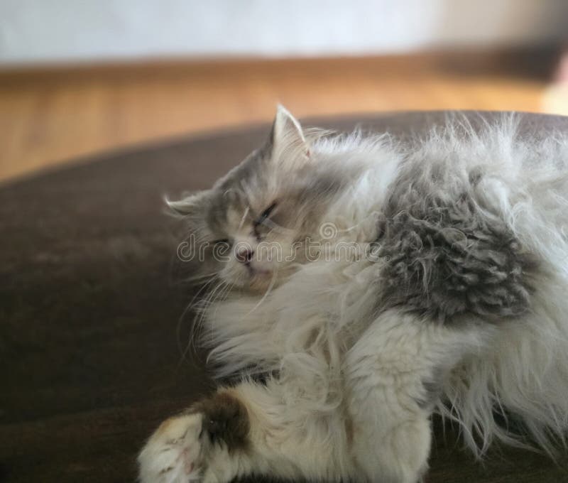 Cute Persian Cat Laying Down on a Floor Stock Photo - Image of ...
