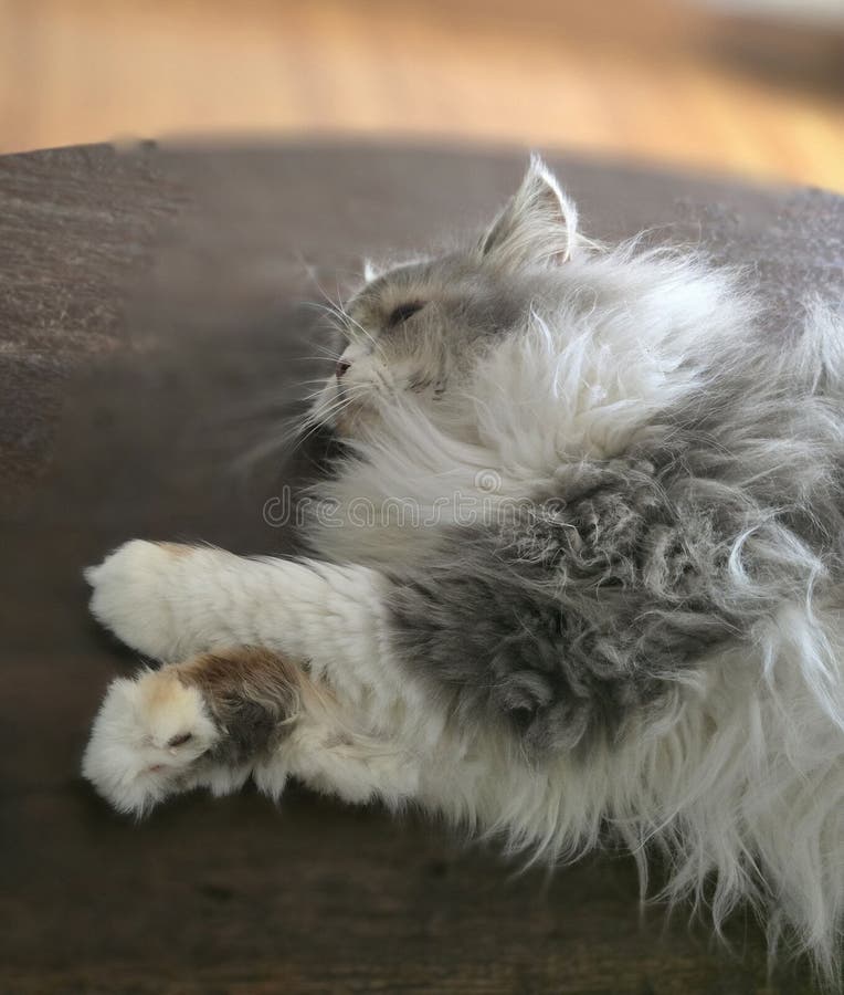 Cute Persian Cat Laying Down on a Floor Stock Image - Image of nose ...