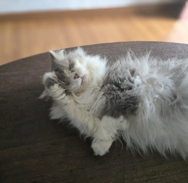 Cute Persian Cat Laying Down on a Floor Stock Image - Image of mammal ...