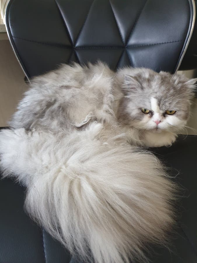 Cute Persian Cat with Long Hair Stock Image - Image of persian, cute ...