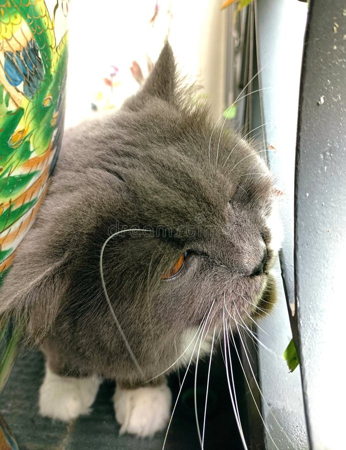 So Cute Persian Himalaya Cat Stock Image - Image of persian, cute ...