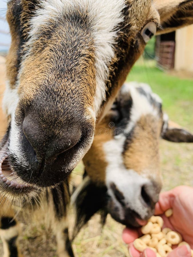 Dwarf miniature goats stock image. Image of miniature - 274418697