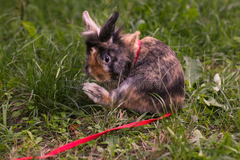 863 Rabbit Cleaning Stock Photos - Free & Royalty-Free Stock Photos ...