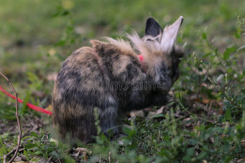 Pet Brown Dwarf Rabbit Outdoors on a Rope Licking Its Foot Stock Image ...