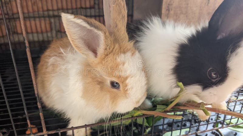 Cute pet bunny stock image. Image of animal, kitten - 266916299