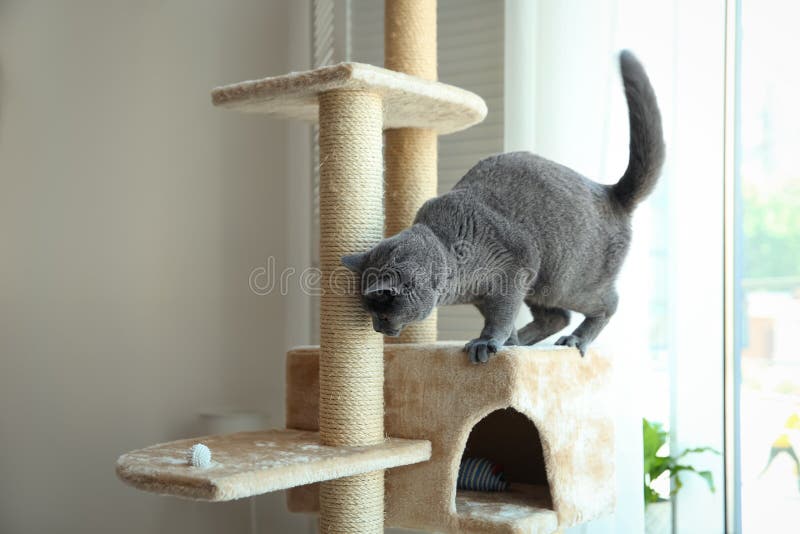 Cute Pet on Cat Tree at Home Stock Image - Image of playful, condo ...