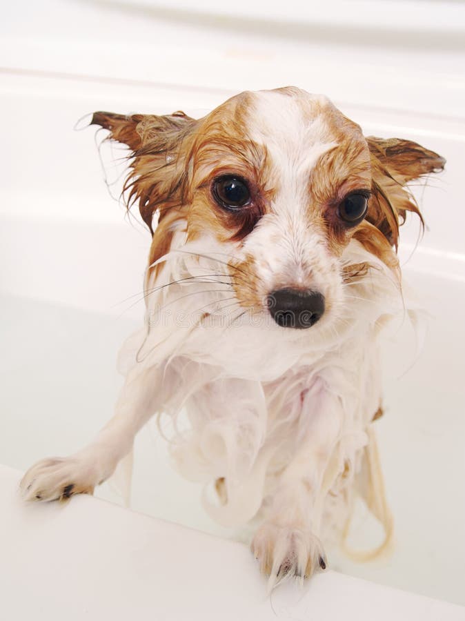 Dog Getting a Bath in a Washtub in Studio Stock Photo - Image of canine ...