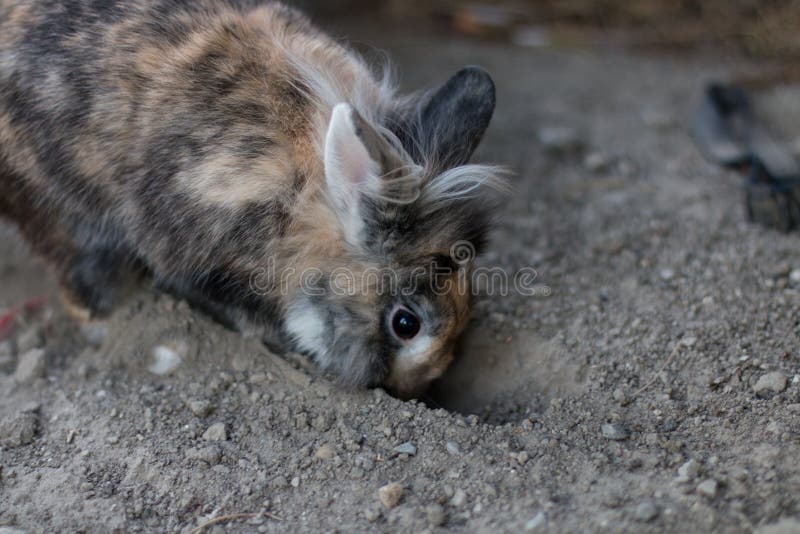 Cute Dwarf Rabbit Digging a Hole Stock Image - Image of hole, rabbit ...