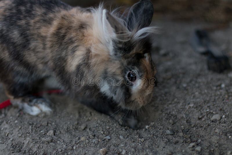 Cute Dwarf Rabbit Digging a Hole Stock Image - Image of exploring ...