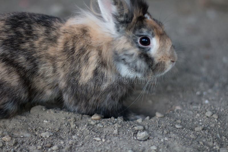 Cute Dwarf Rabbit Digging a Hole Stock Photo - Image of small, brown ...