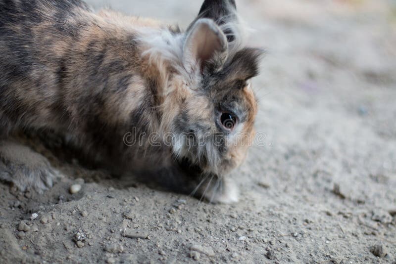 Cute Brown Dwarf Rabbit Standing on Two Legs, Outdoors in Nature Stock ...
