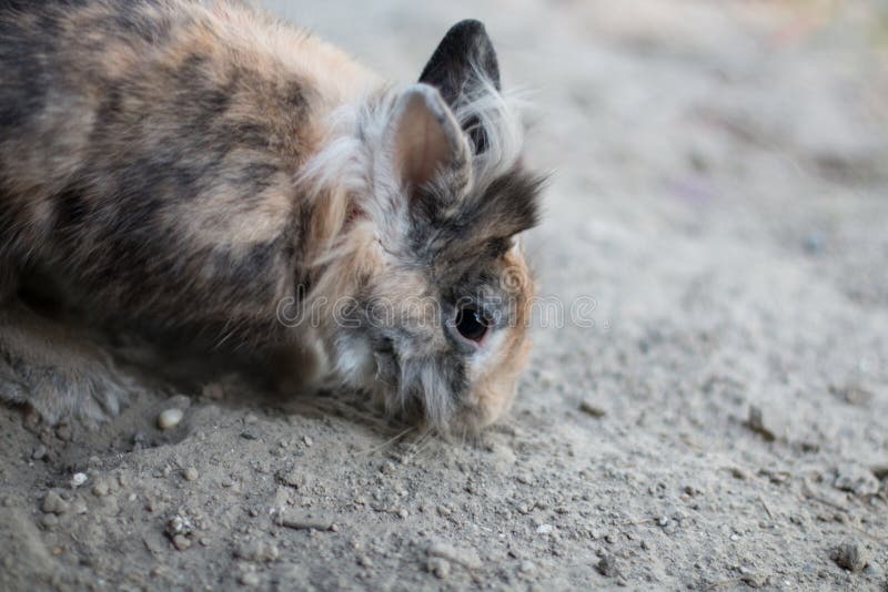 Cute Brown Dwarf Rabbit Standing on Two Legs, Outdoors in Nature Stock ...