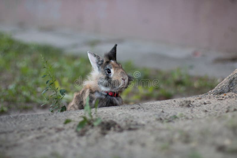 Cute Brown Dwarf Rabbit Standing on Two Legs, Outdoors in Nature Stock ...