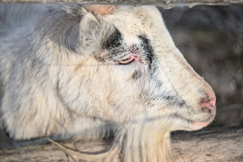 The Cute Pet Goat is in the Pen. Animals in Agriculture Stock Image ...