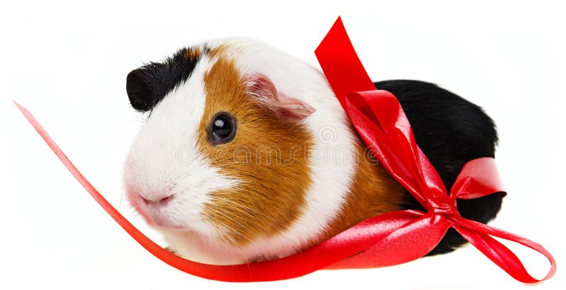 Cute pet guinea pig stock image. Image of domestic, breeding - 29239379