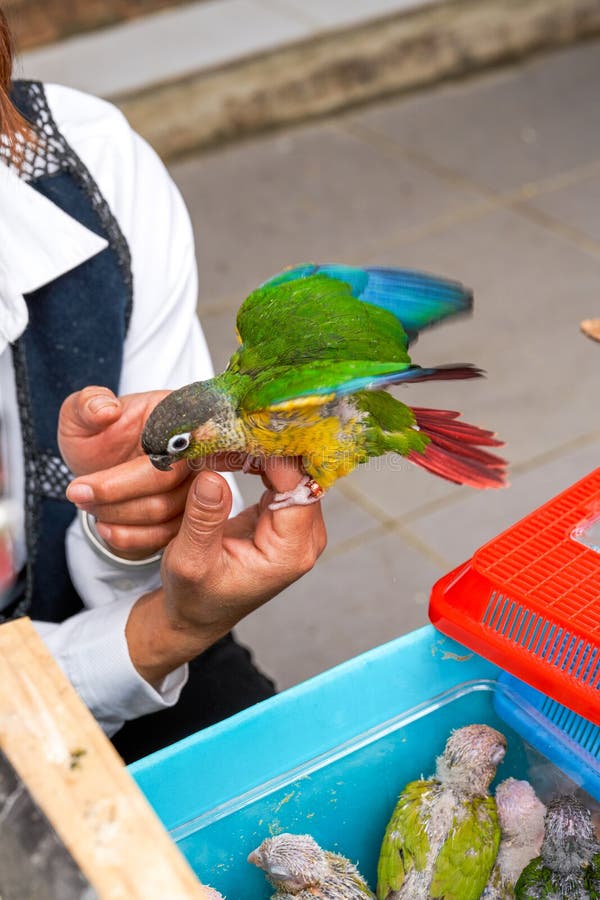 A Cute Pet Parrot Stands on Hand Stock Image - Image of color, colorful ...