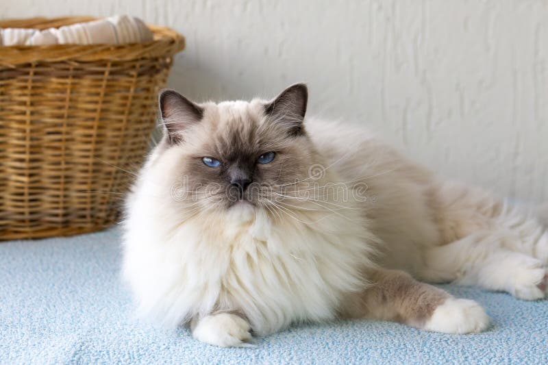 Cute Pet Ragdoll Cat. Pet Animal Stock Image - Image of people, sweet ...
