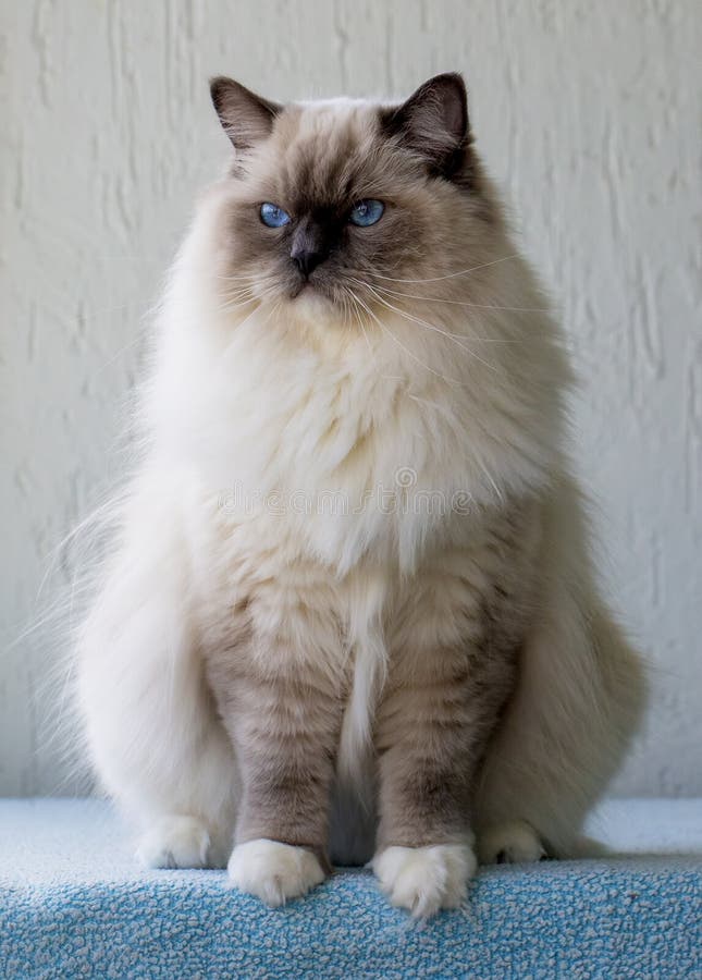 Cute Pet Ragdoll Cat. Pet Animal Stock Image - Image of feline, sweet ...