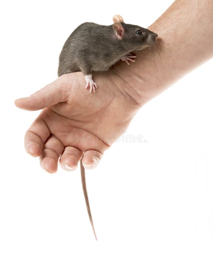 3,271 Rat Hand Photos - Free & Royalty-Free Stock Photos from Dreamstime