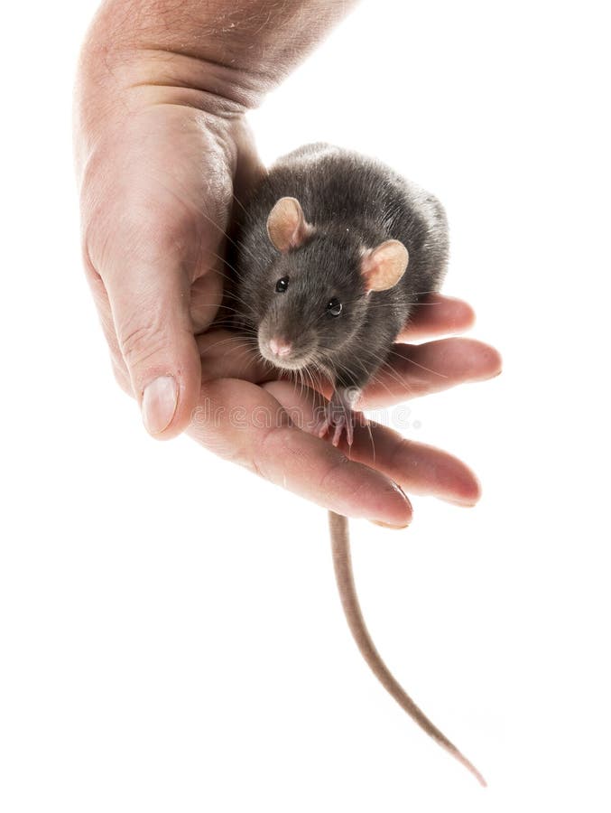 Cute pet rat stock photo. Image of grey, mouse, hand - 82272818