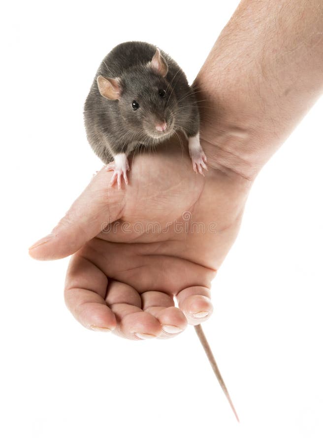 3,271 Rat Hand Photos - Free & Royalty-Free Stock Photos from Dreamstime