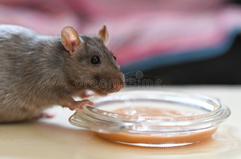 Cute Pet Rat Having Evening Snack Stock Image - Image of mammal, snack ...